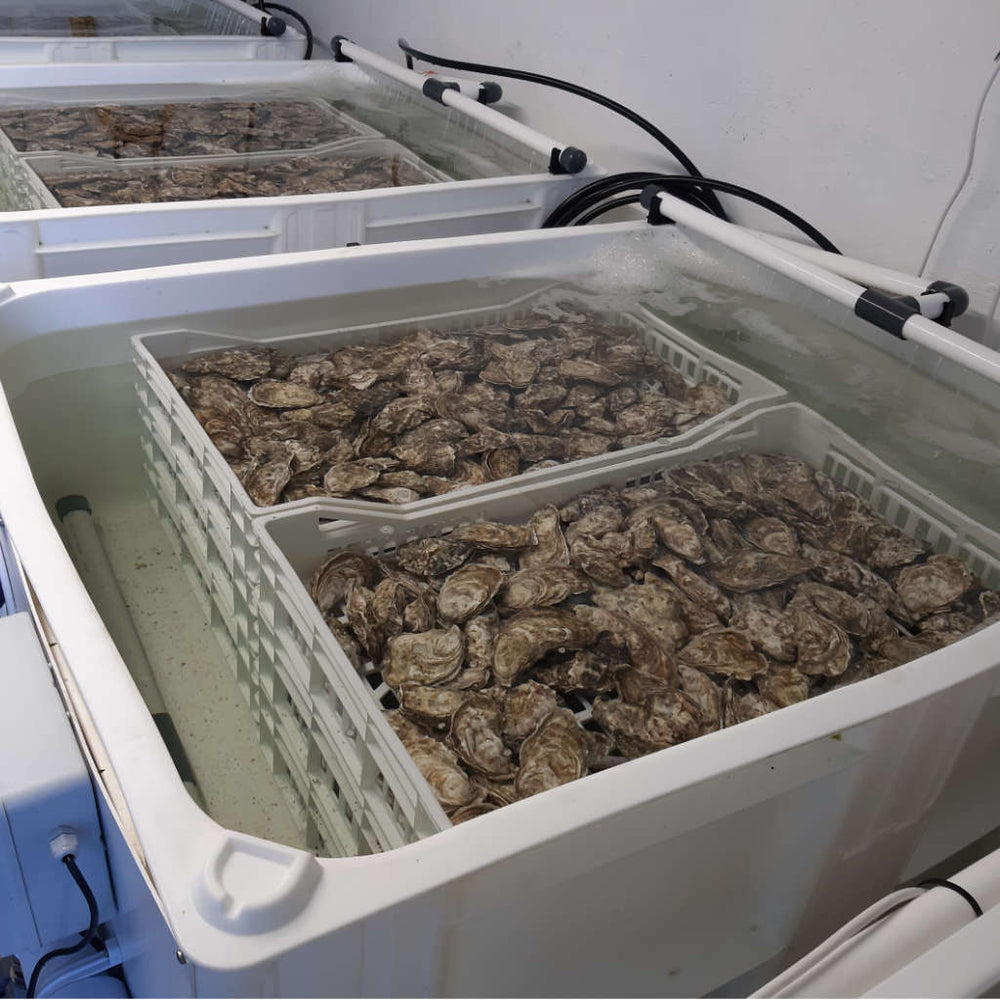 Life of an Oyster - Porlock Bay Oysters